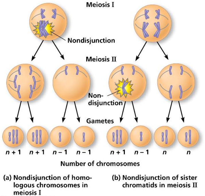 Nondisjunction | Hifumi's Study Notes